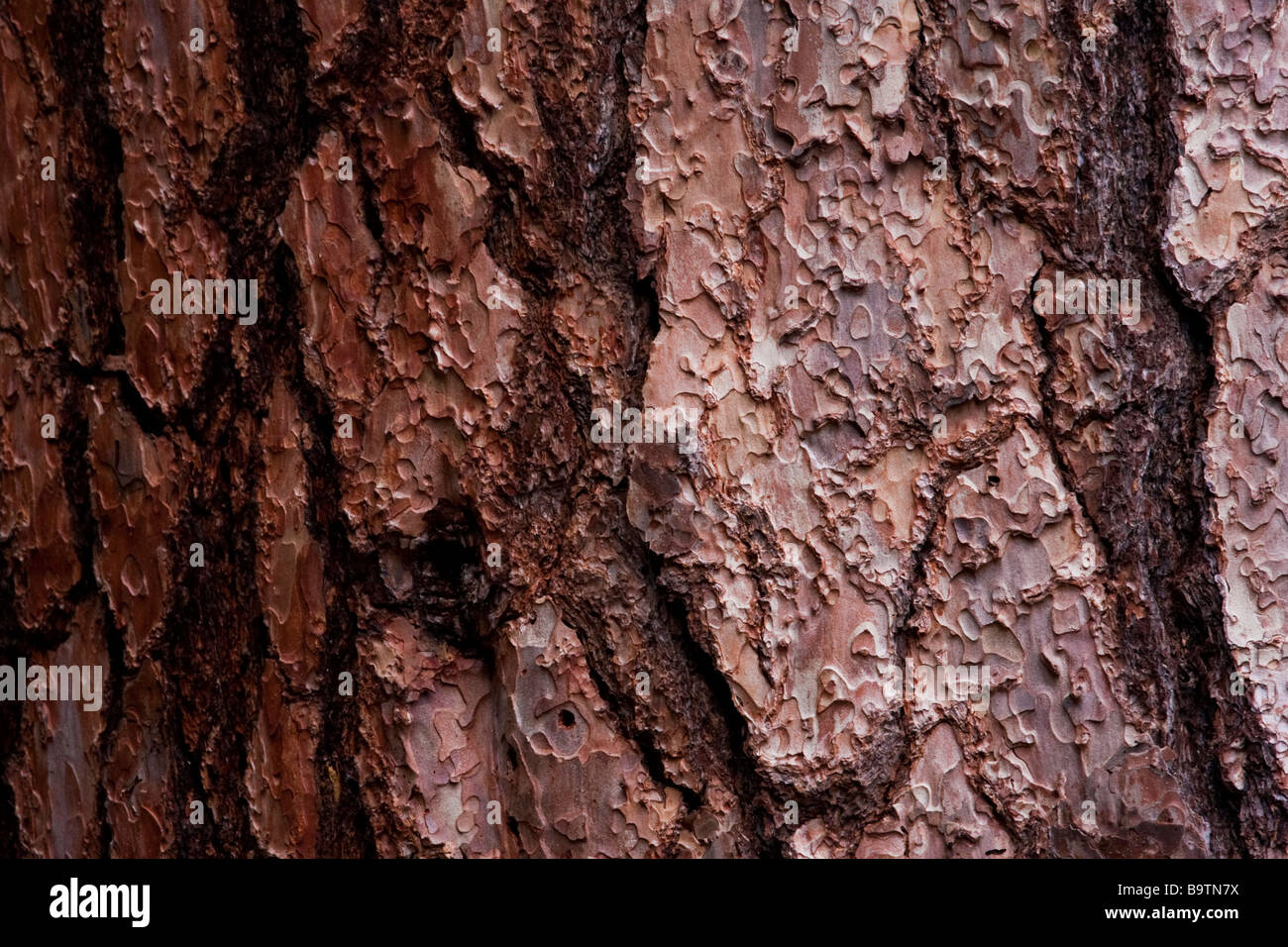 Old Black Pine Tree Bark High Resolution Stock Photography and Images ...