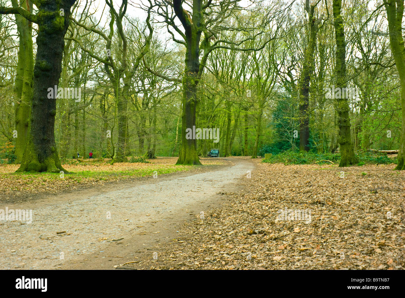 Woodland scene taken in Highgate Wood Highgate North London England UK ...