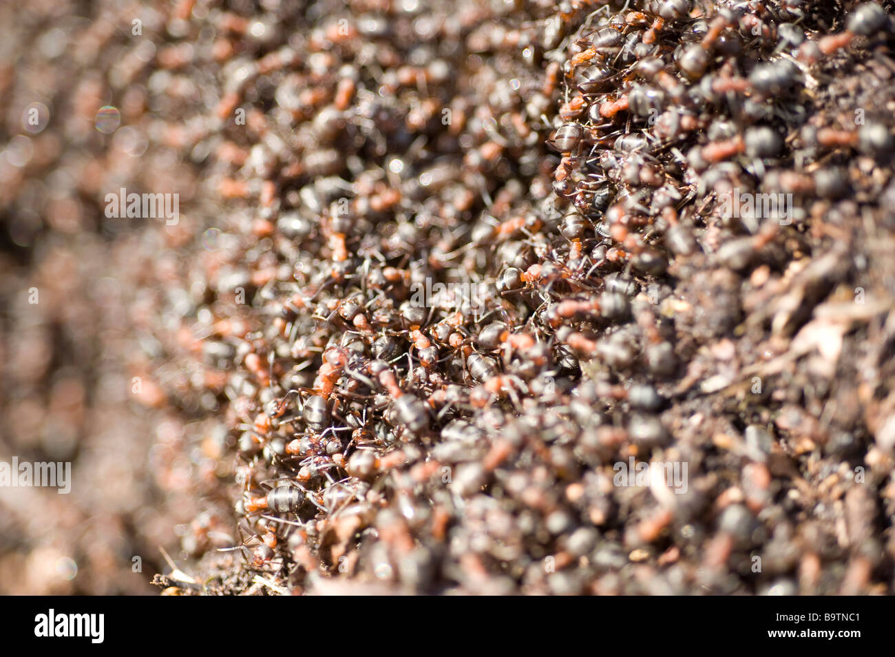Colony of Ants Stock Photo - Alamy