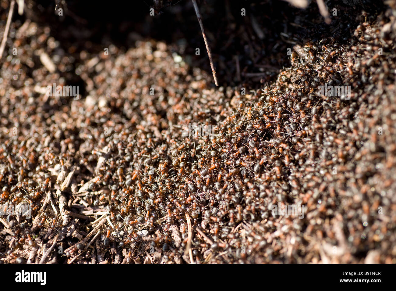 What Is A Colony Of Ants at Dakota Ewan blog