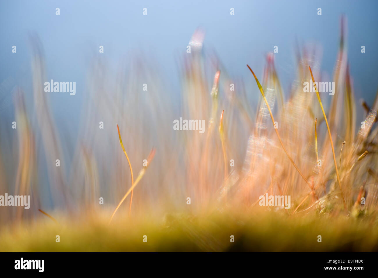 Moss in detail, Sweden Stock Photo - Alamy