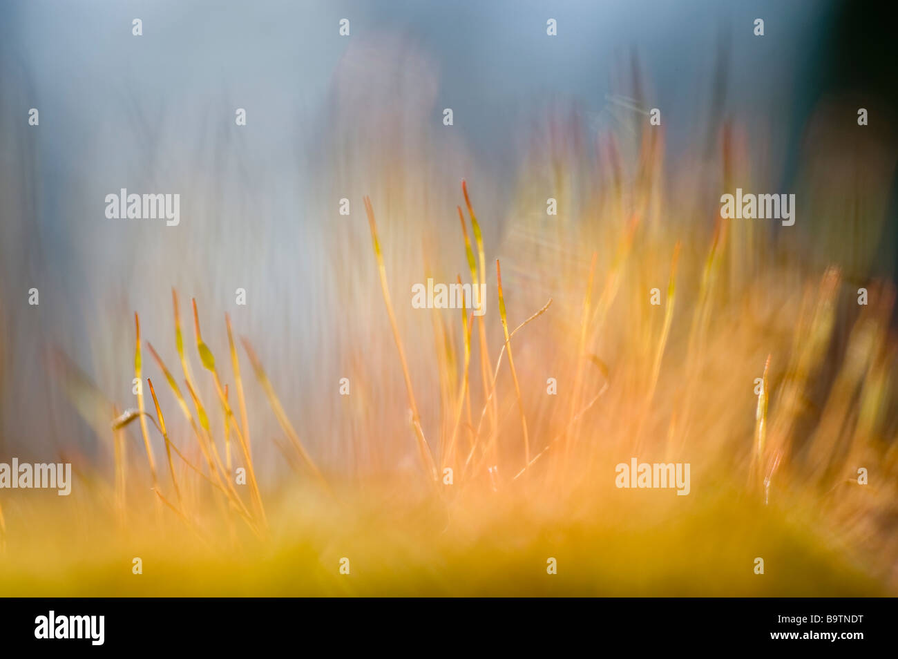 Moss in detail, Sweden Stock Photo - Alamy