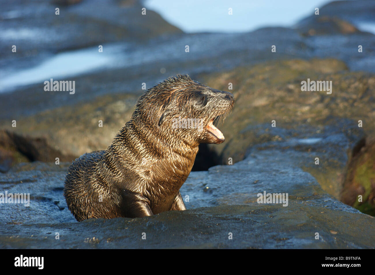 fur sealpup on the galapagos islands Stock Photo - Alamy