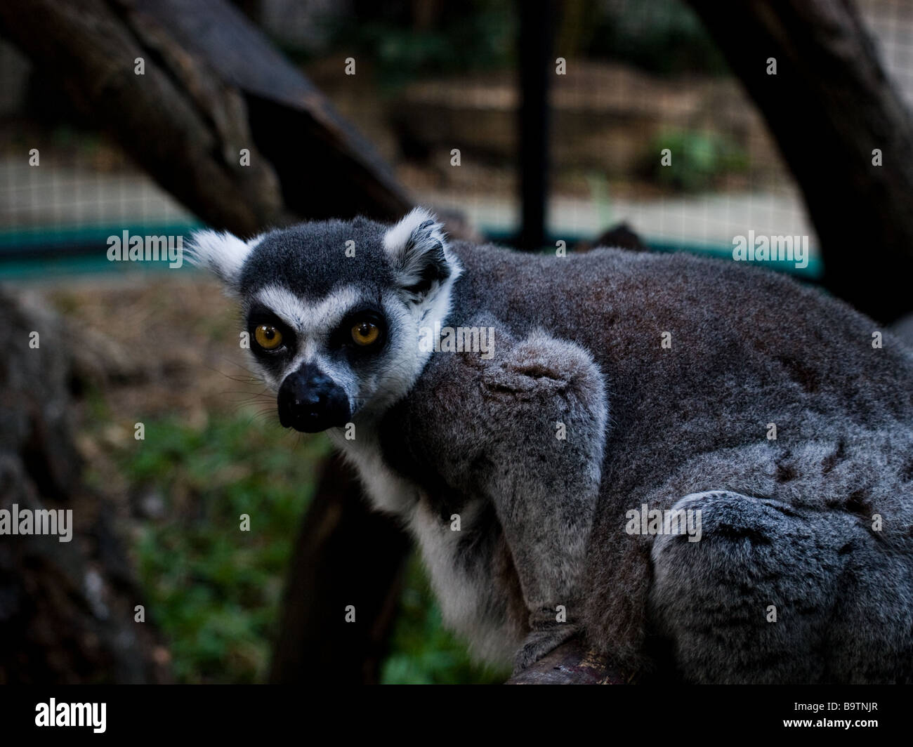 A ring tailed monkey Stock Photo - Alamy