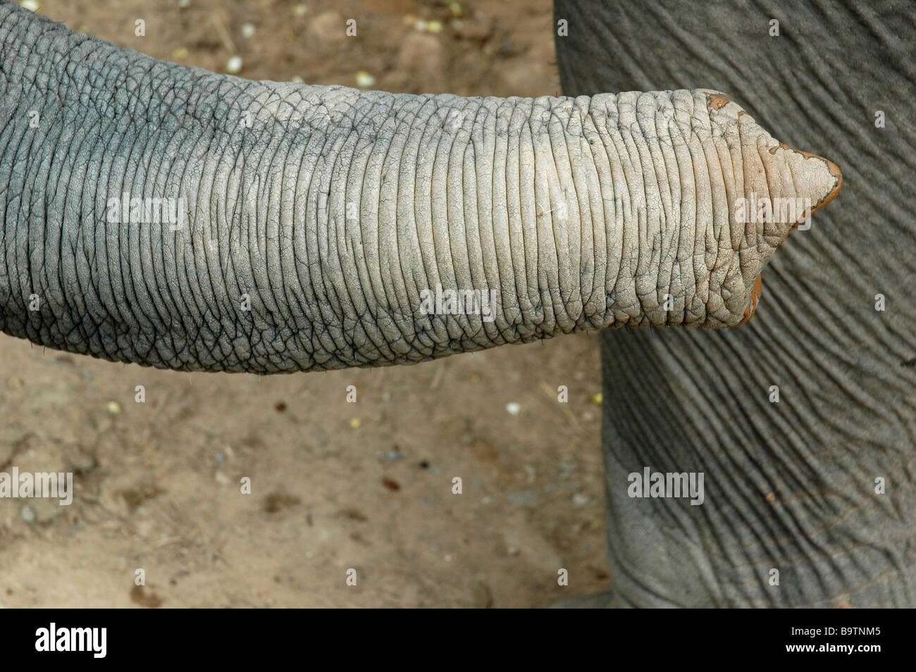 Close-up of an elephant trunk and a part of the elephants leg Stock ...