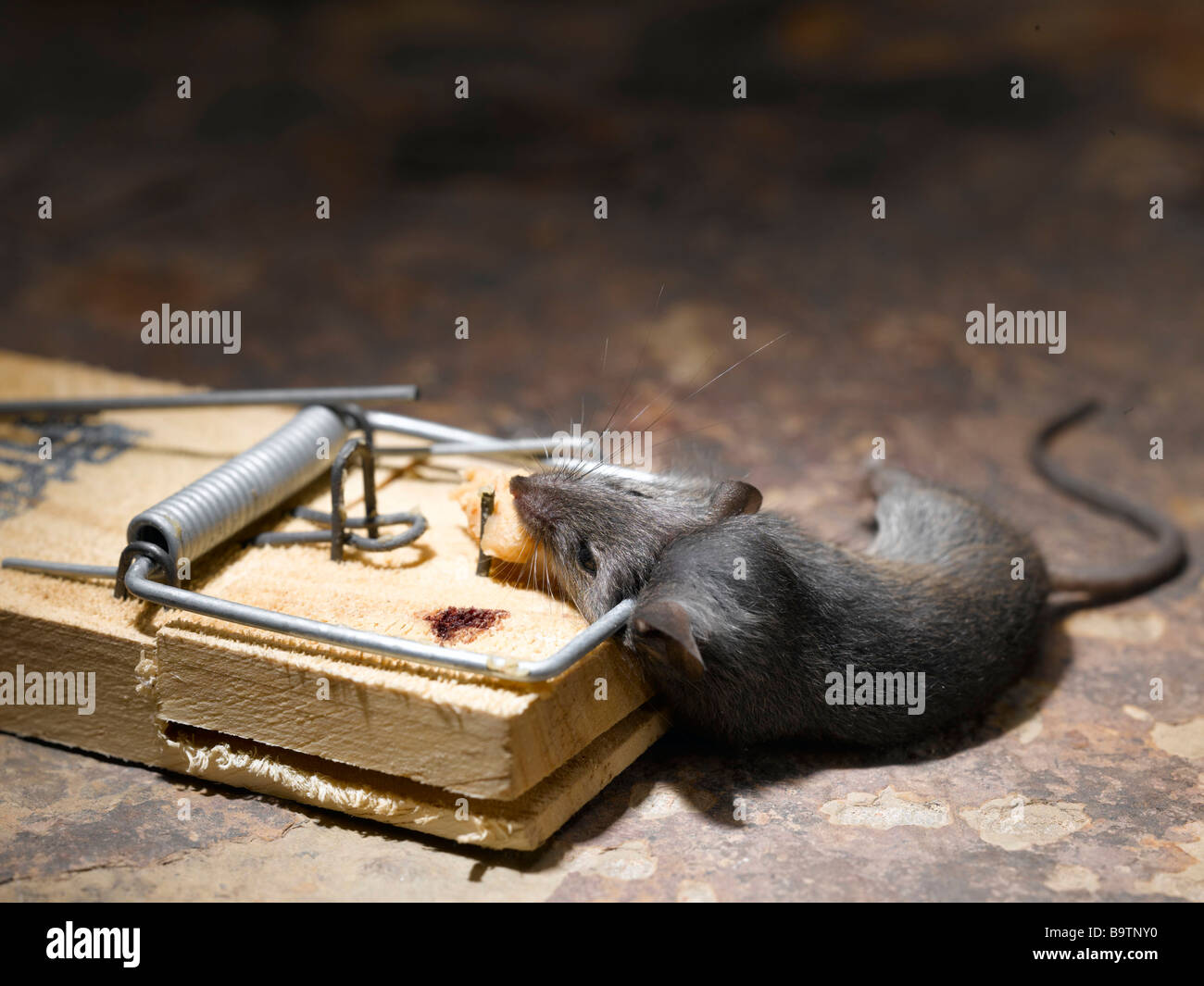 Dead mouse in cheese trap hi-res stock photography and images - Alamy
