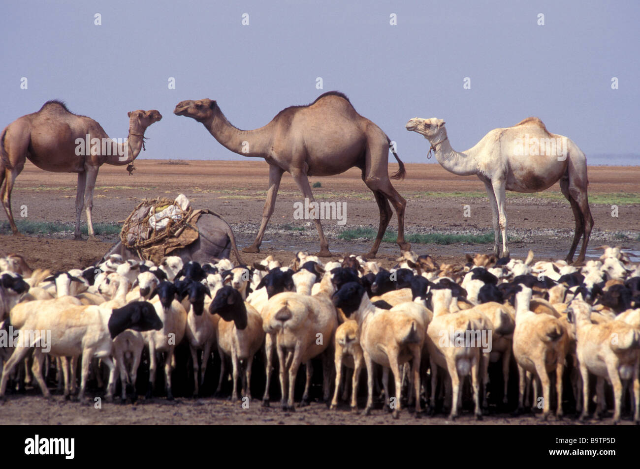 goats and camel oasis chalbi desert kenya africa Stock Photo - Alamy