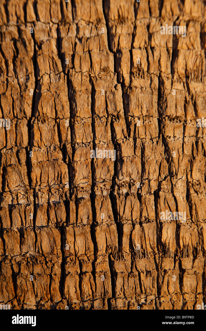 Palm tree bark hi-res stock photography and images - Alamy