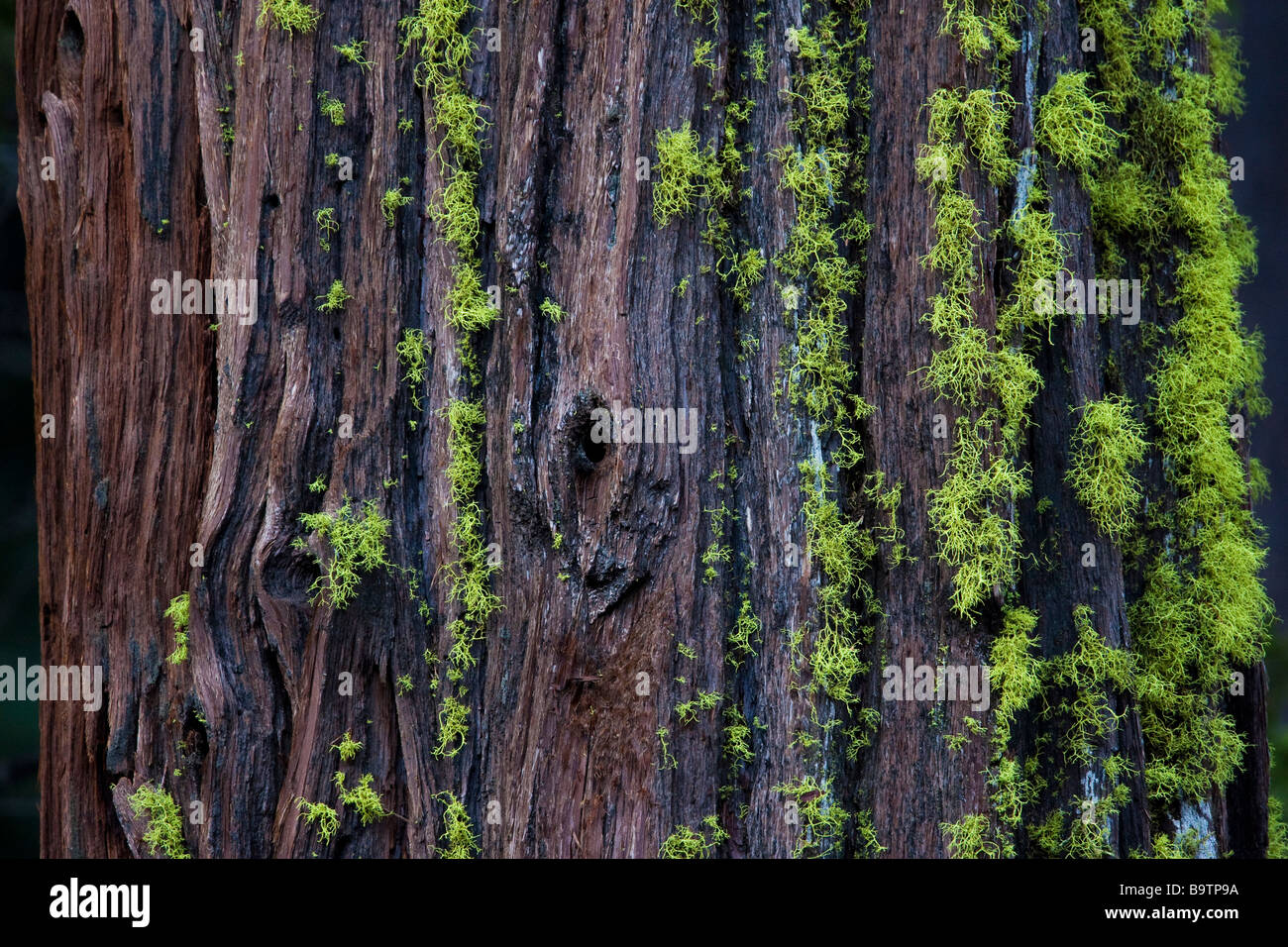 Moss on a fir tree in Yosemite, California, USA Stock Photo - Alamy