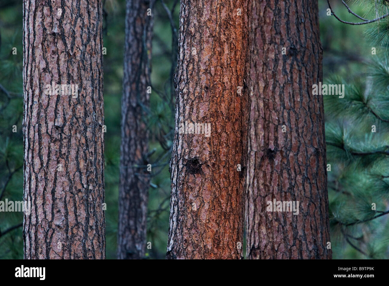 Boles trees woods hi-res stock photography and images - Alamy