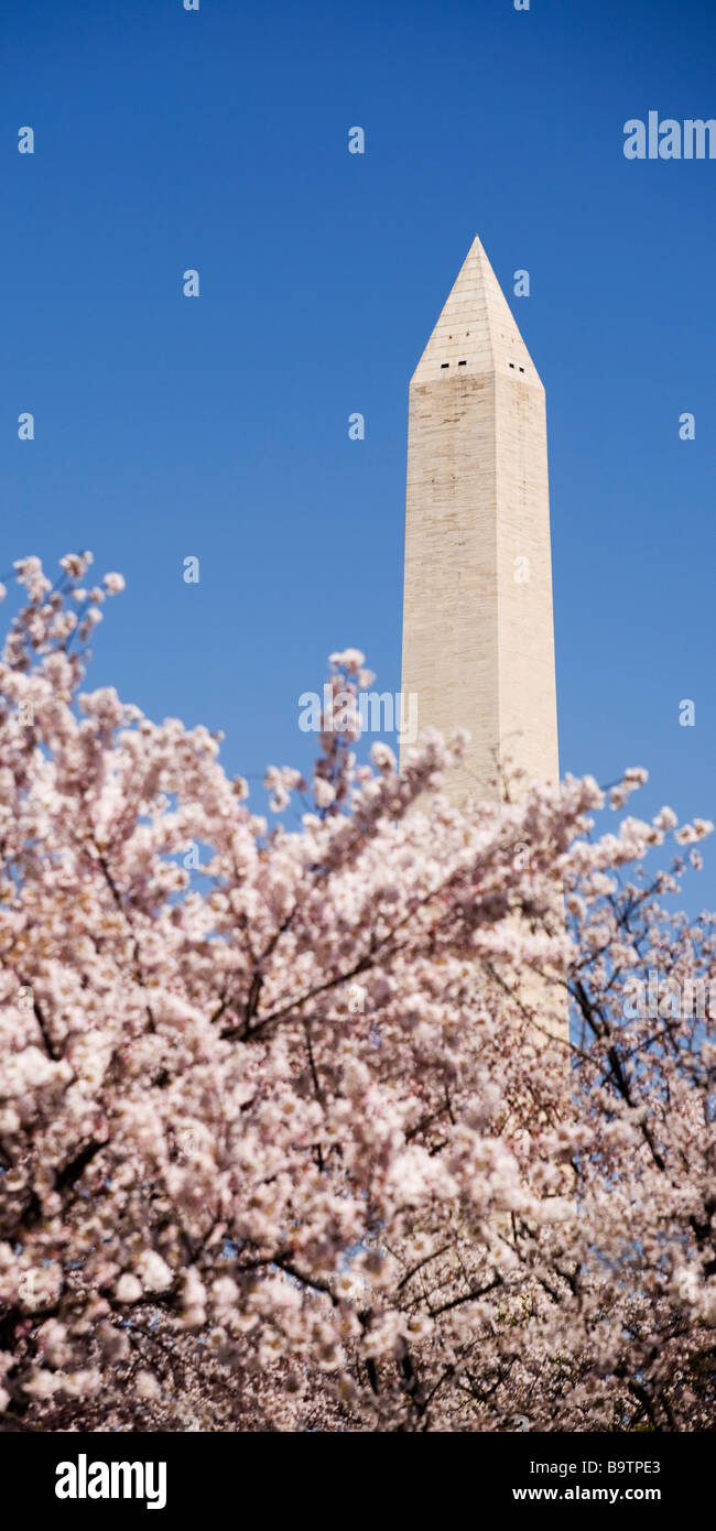Washington Monument in spring Cherry blossoms in full bloom ...