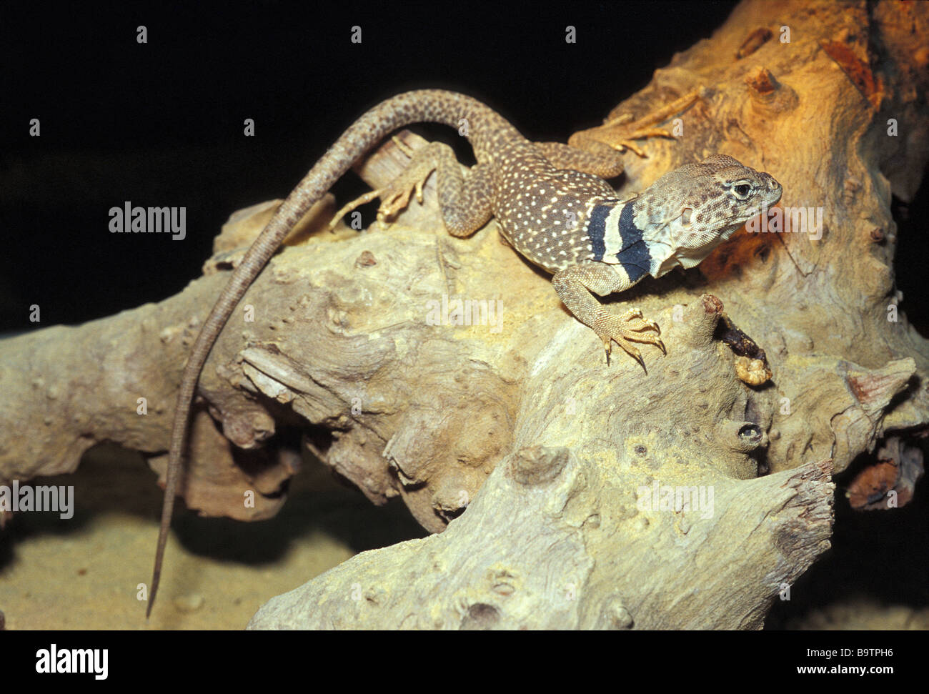 Roberto nistri horizontal sauria reptile lizard lizards hi-res stock ...