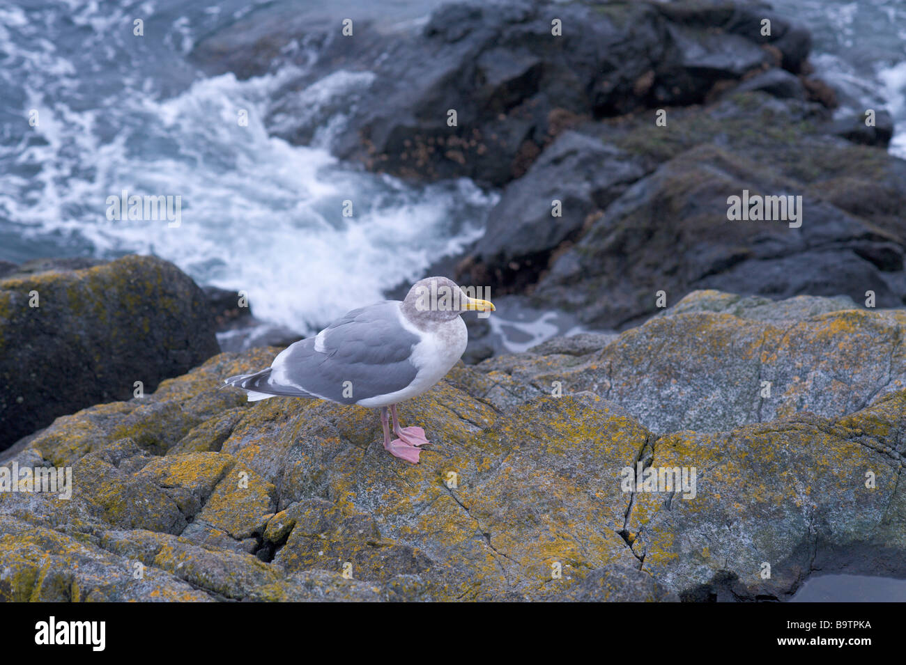 Herring Gull at East Sooke Regional Park at Beechey Head on Vancouver ...