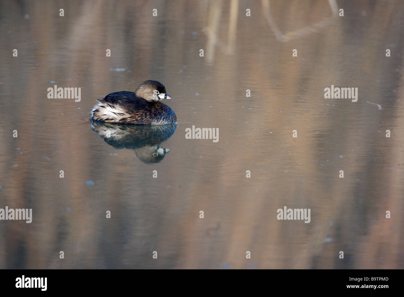 Pied billed grebe Podilymbus podiceps Arizona USA winter Stock Photo ...