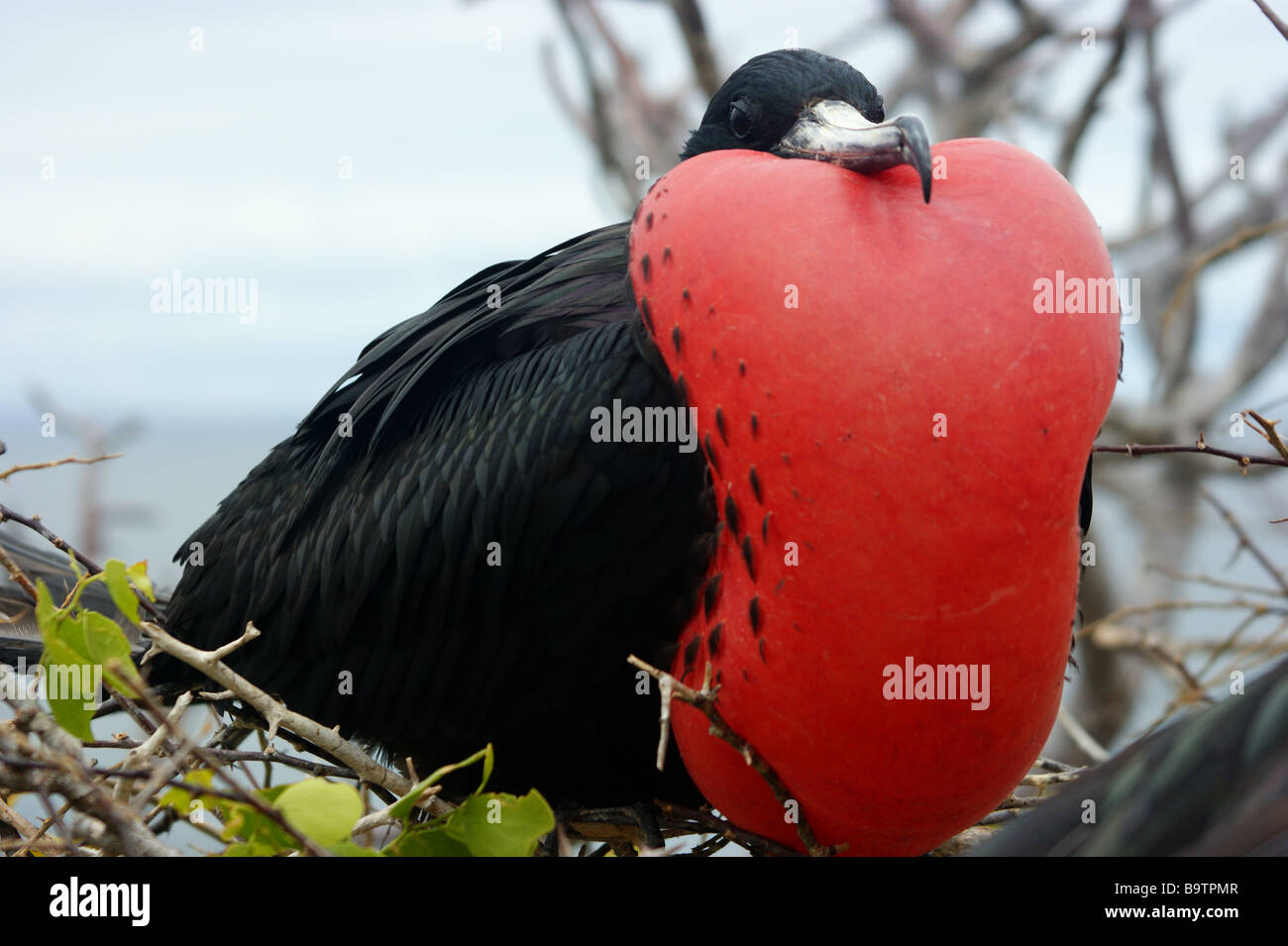 magnificent frigate bird Stock Photo - Alamy