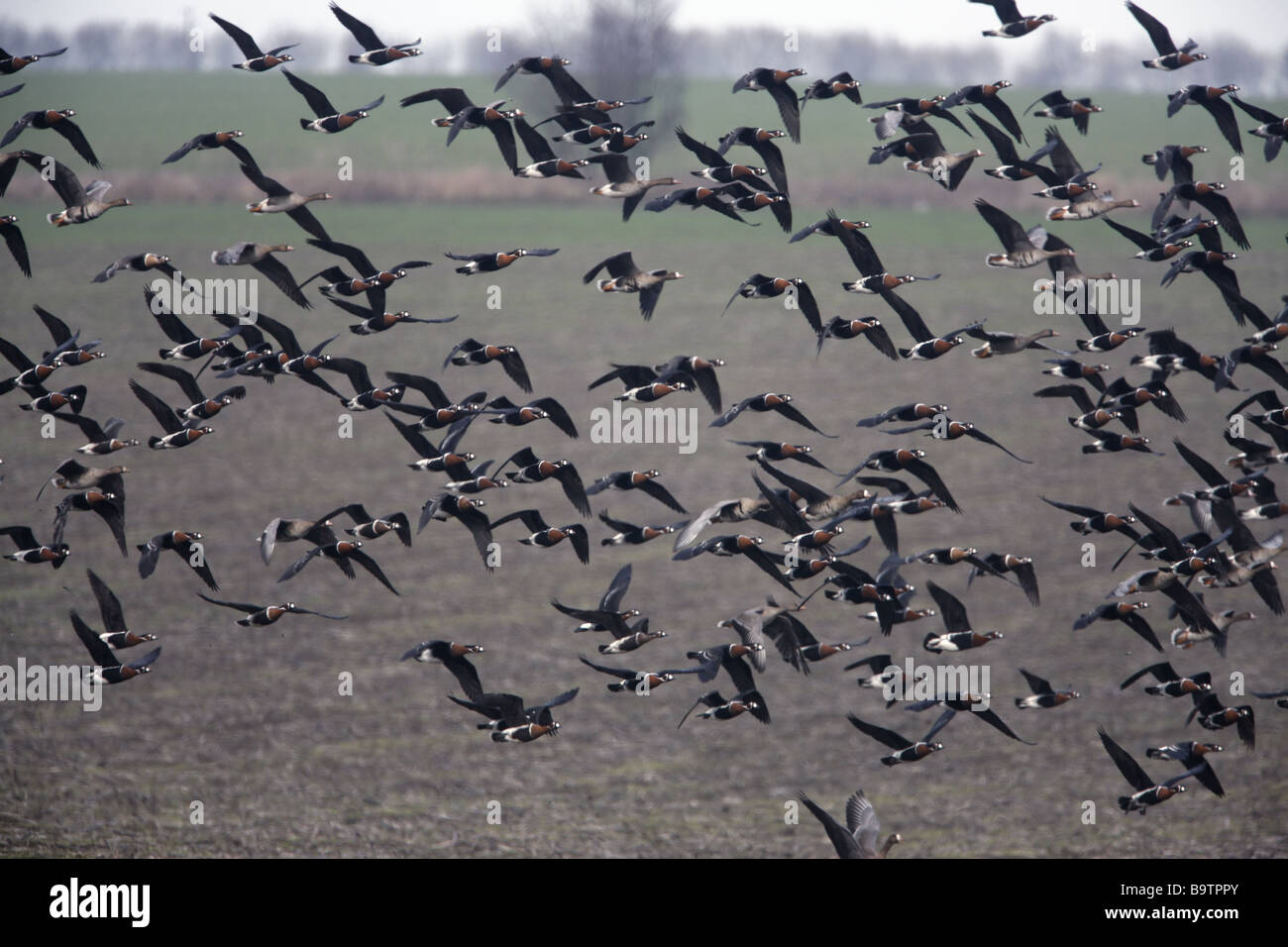 Red breasted goose Branta ruficollis flight mixed with white fronted ...