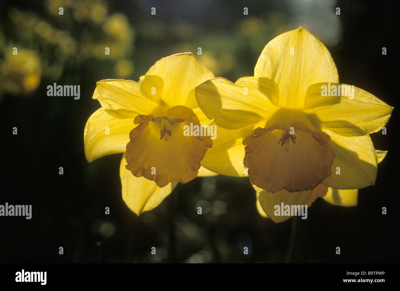 Pair of flowers hi-res stock photography and images - Alamy