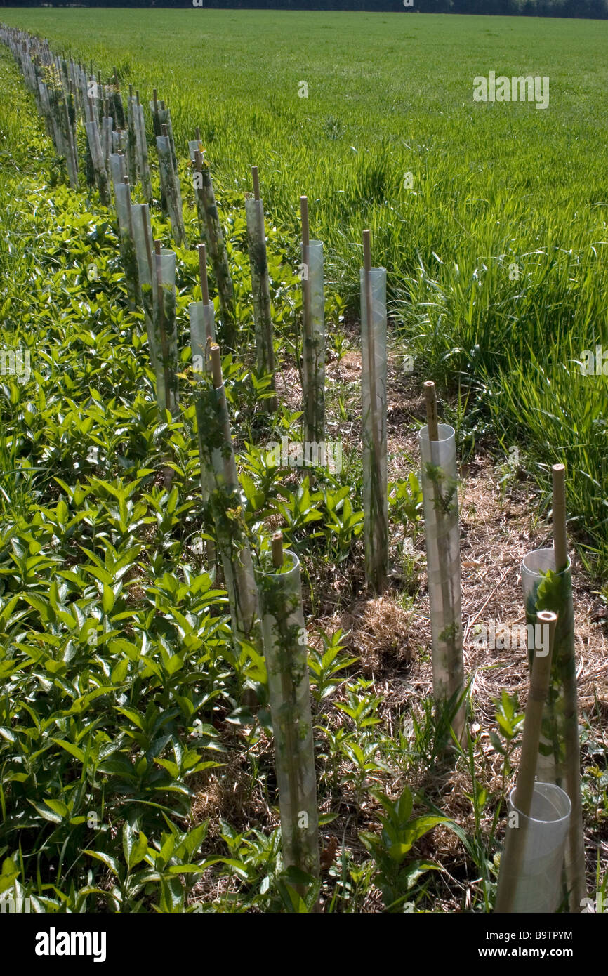 hedge planting in Britain Stock Photo - Alamy