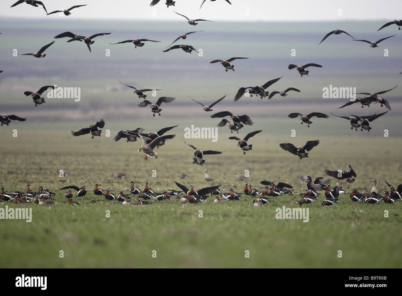 Red breasted goose Branta ruficollis flight mixed with white fronted ...