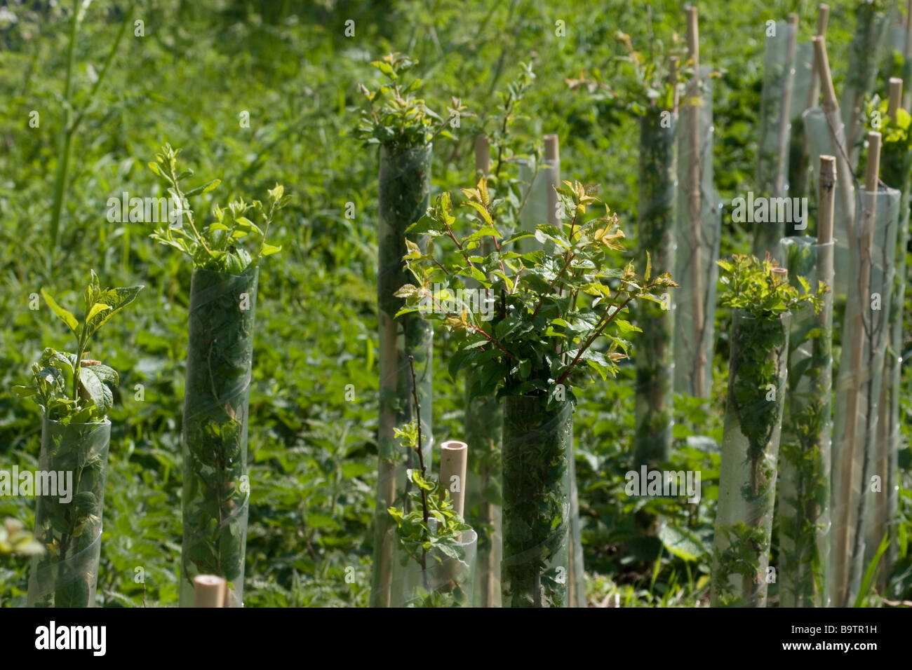 hedge planting in Britain Stock Photo - Alamy