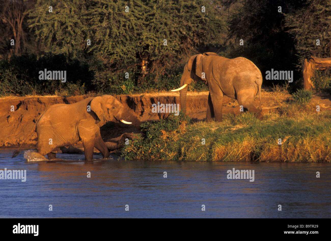 samburu game reserve kenya Stock Photo - Alamy