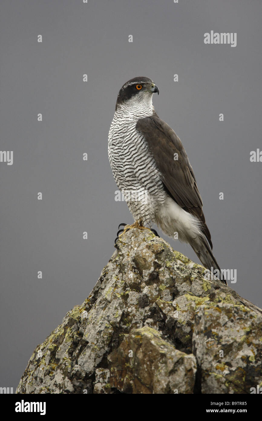 Goshawk uk hi-res stock photography and images - Alamy