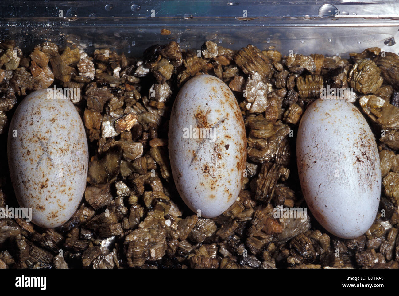 Sailfin Lizard High Resolution Stock Photography and Images - Alamy