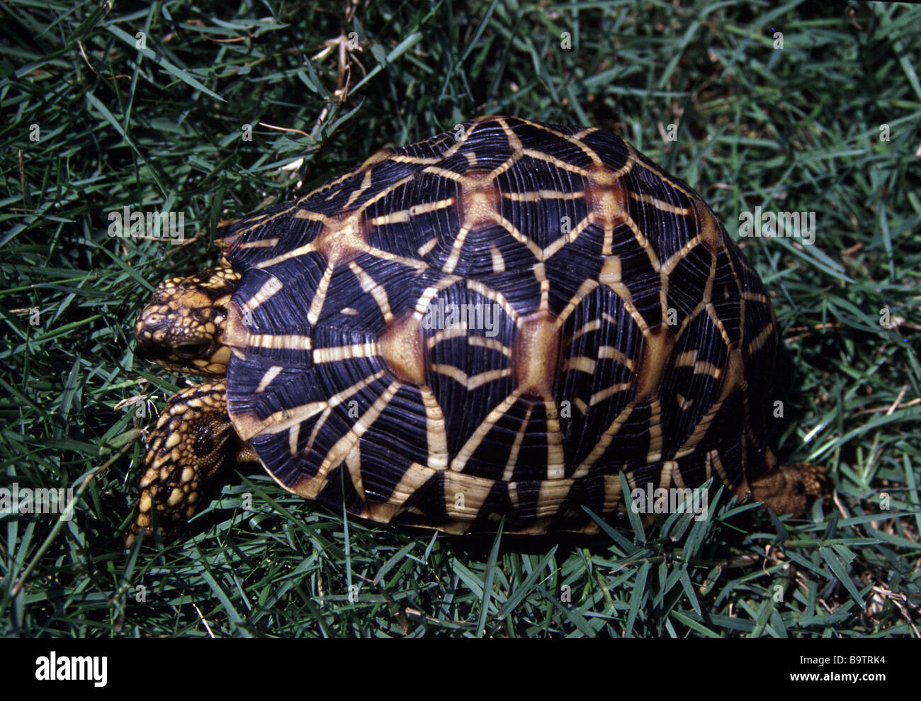 Testudo elegans hi-res stock photography and images - Alamy