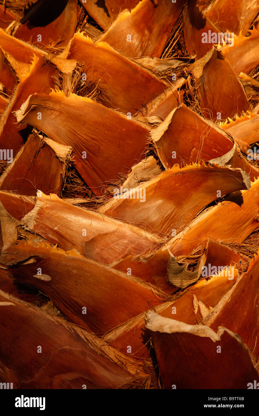 Palm tree bark hi-res stock photography and images - Alamy