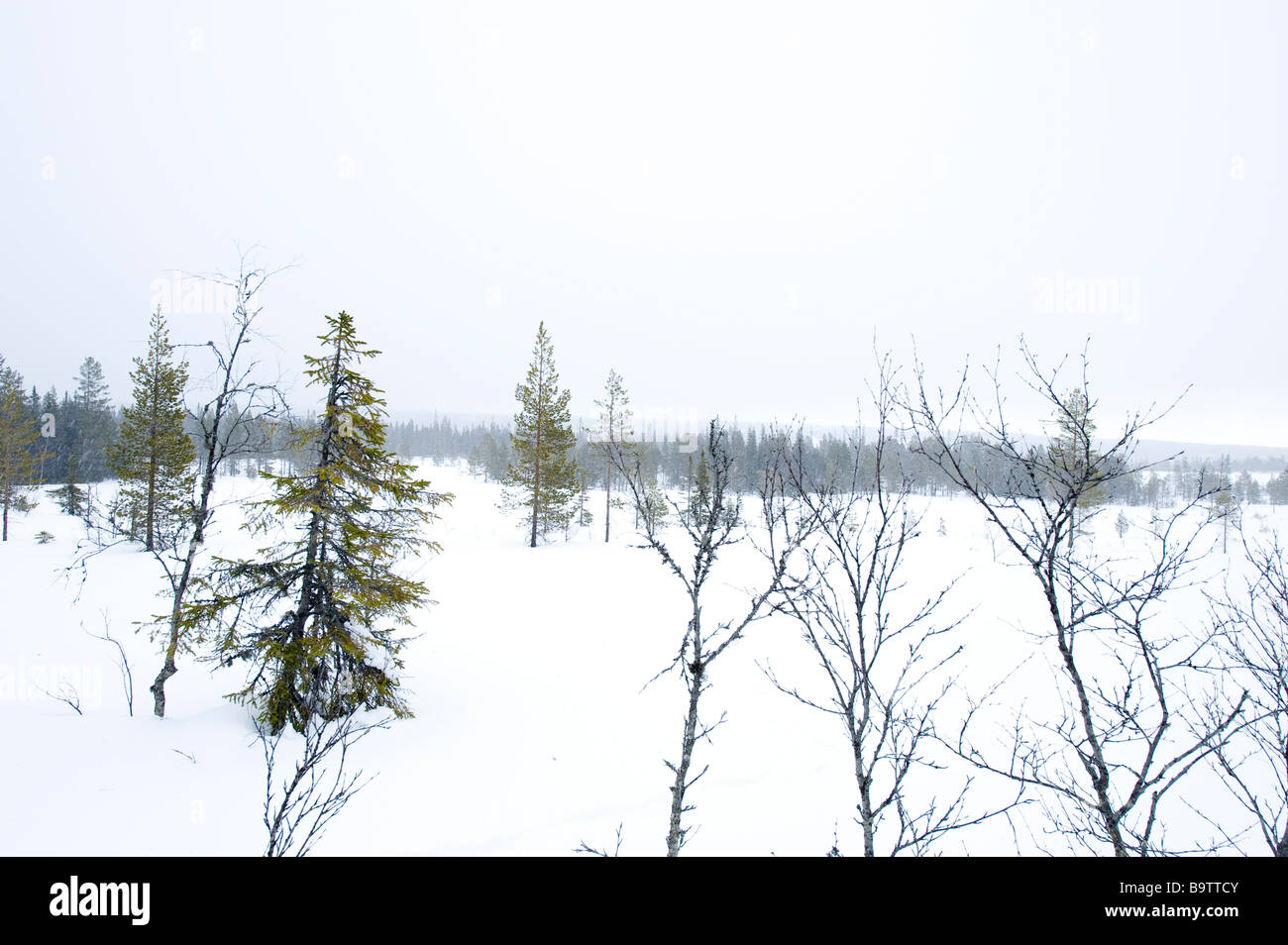 Winter forest, Dalarna, Sweden Stock Photo - Alamy