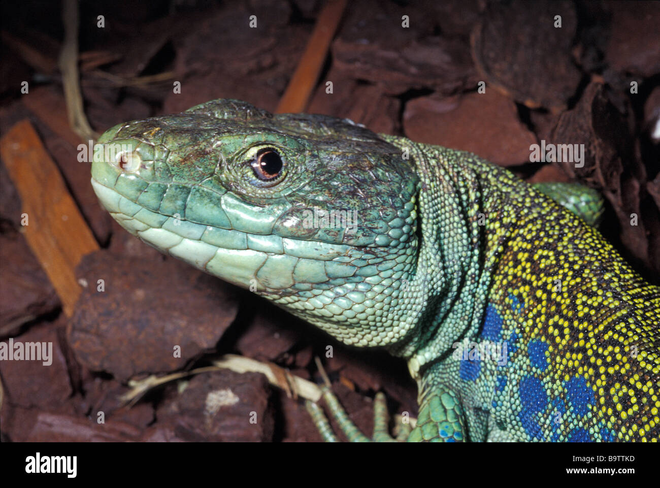 Ocellated Lizard, Timon lepidus, Lacertidae, Europe Stock Photo - Alamy
