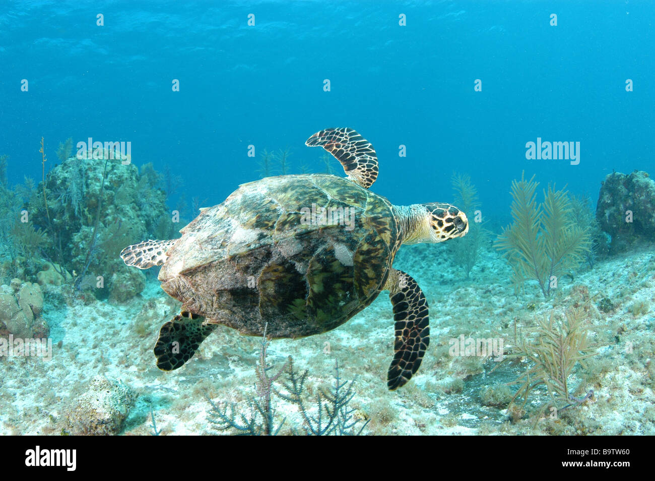 Turtle in motion Stock Photo - Alamy