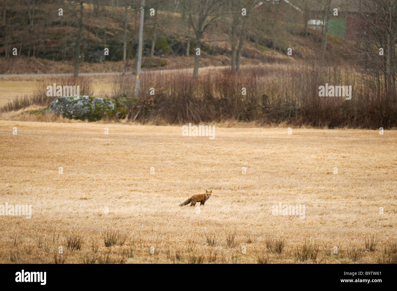A red fox on a field, Sweden Stock Photo - Alamy