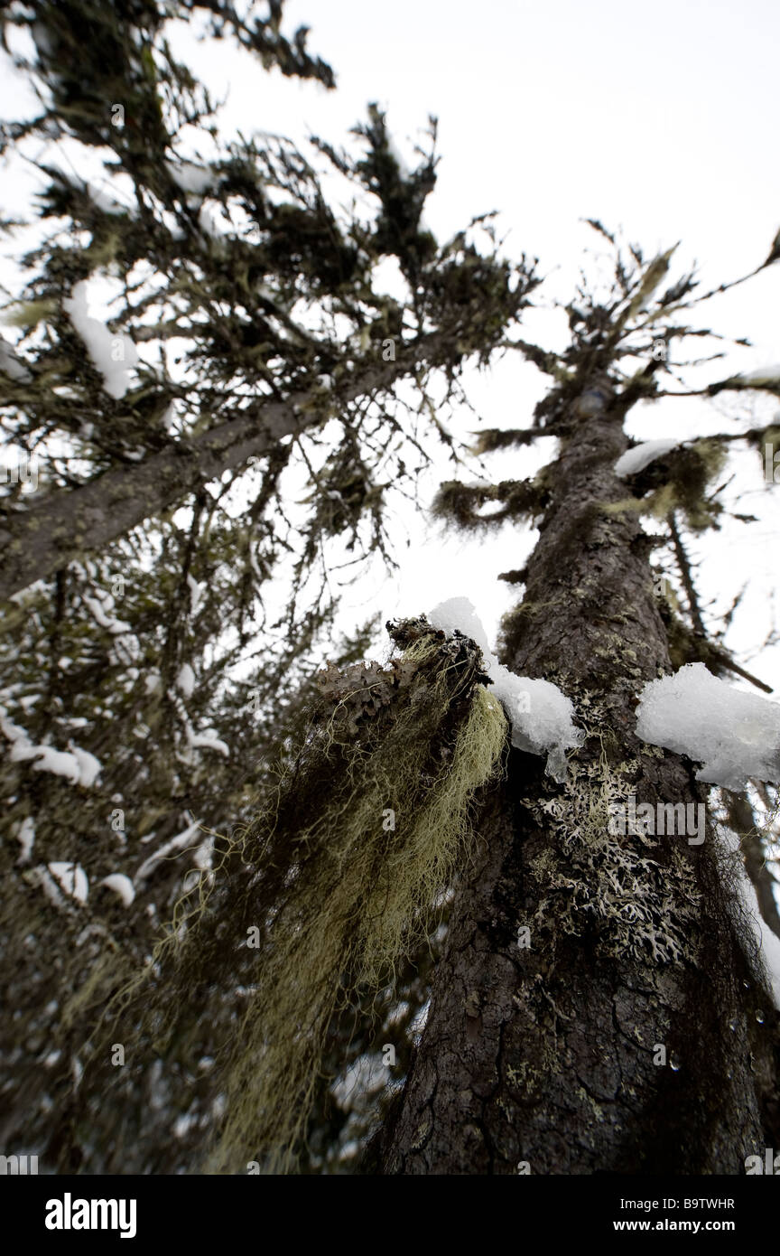 Trees in winter forest, Sweden Stock Photo - Alamy