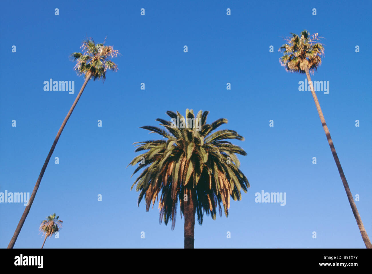 Upward view of palm trees at sunset Los Angeles California Stock Photo ...