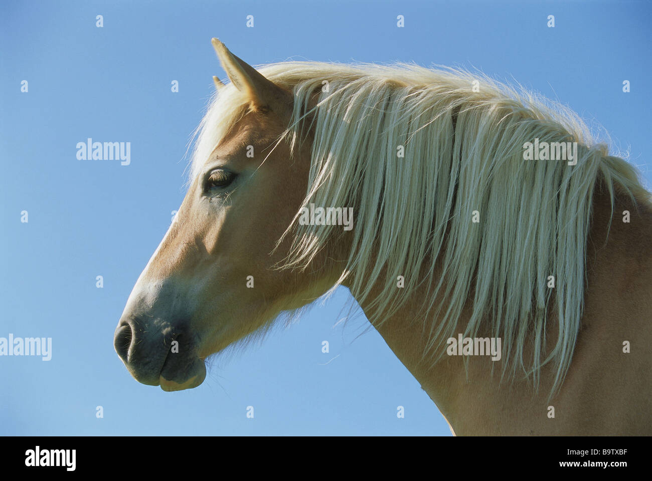 Haflinger breeding farm hi-res stock photography and images - Alamy