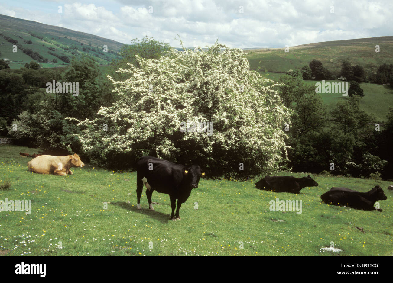 Swaledale spring tree hi-res stock photography and images - Alamy