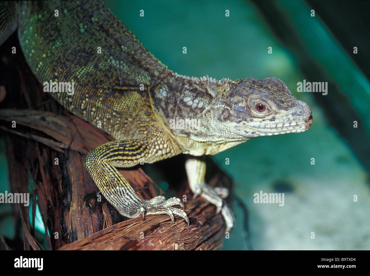 Sailfin lizard hi-res stock photography and images - Alamy