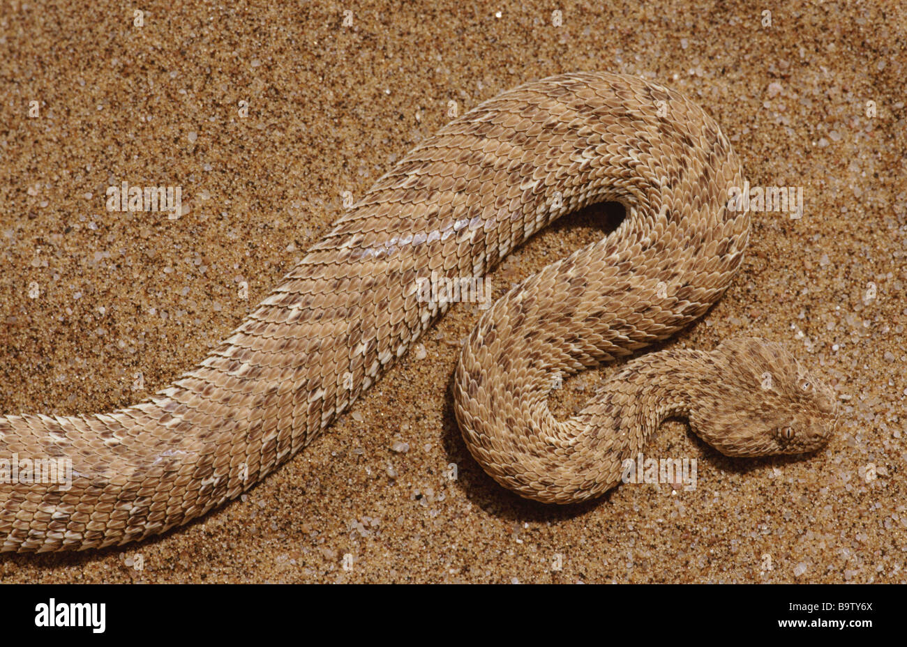Dwarf adder hi-res stock photography and images - Alamy