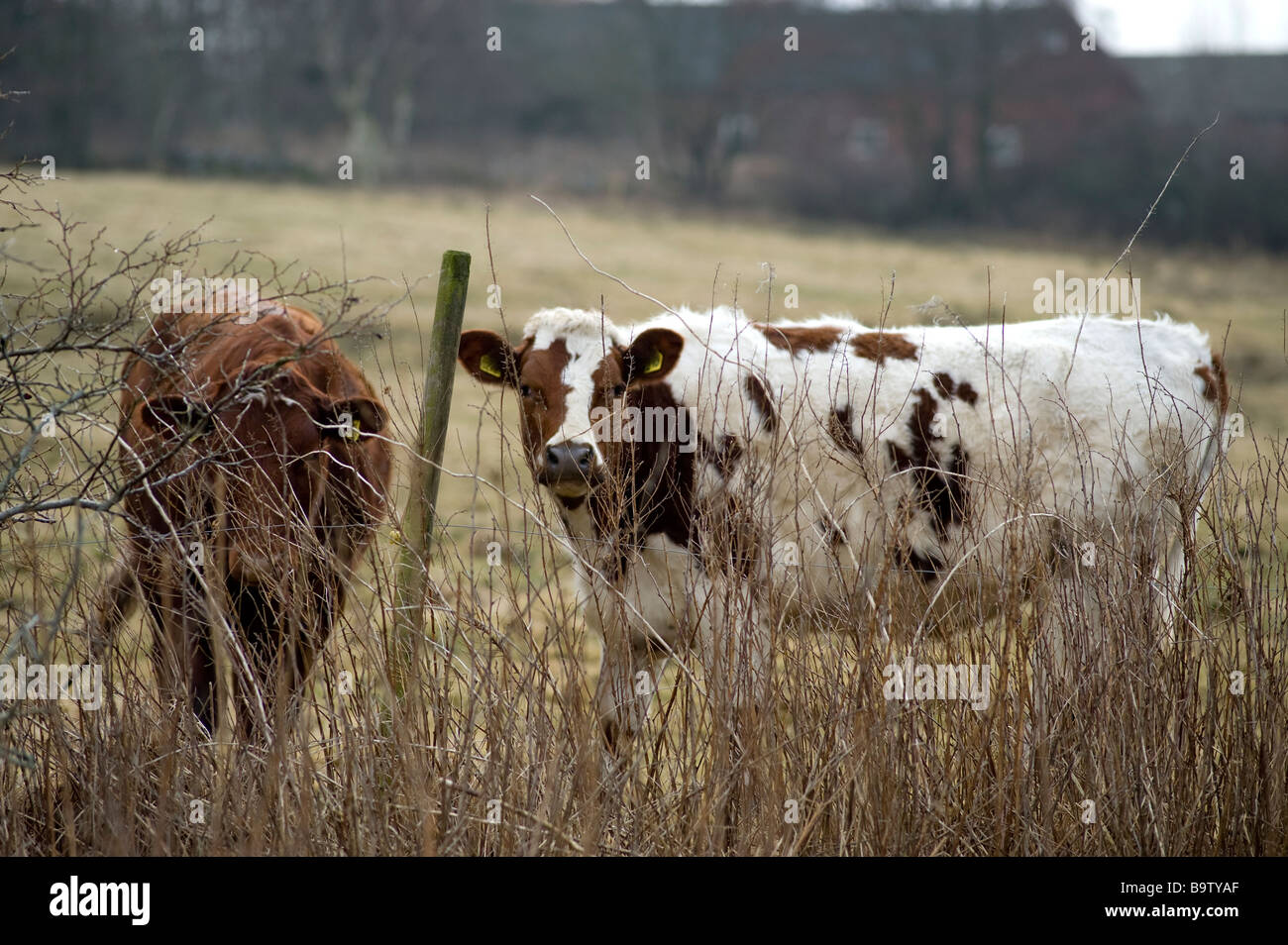 Braun cow hi-res stock photography and images - Alamy