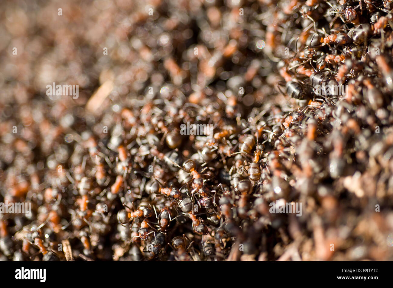 Colony of Ants Stock Photo - Alamy