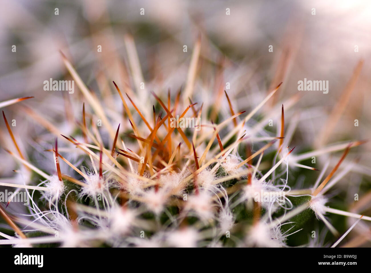 Cactus spines macro Stock Photo - Alamy