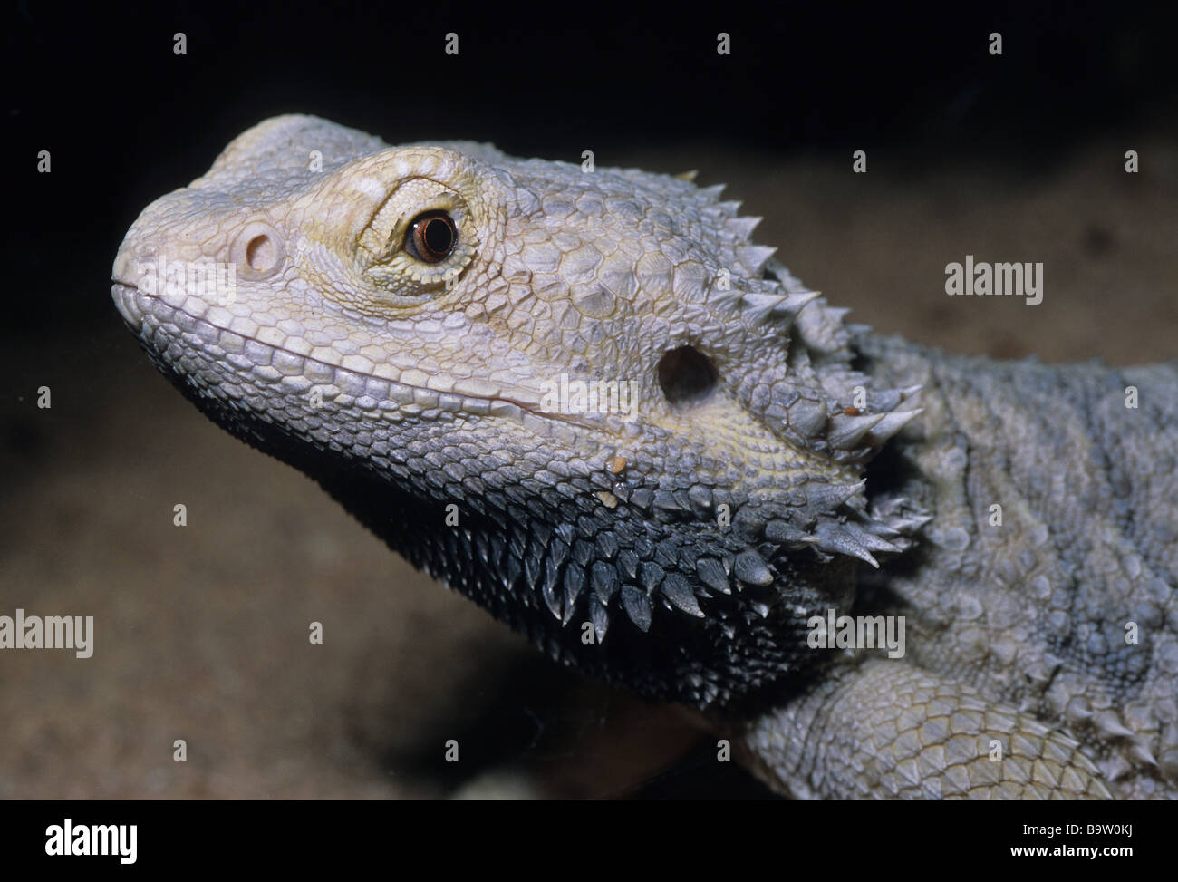 Agamidae Mating High Resolution Stock Photography and Images - Alamy