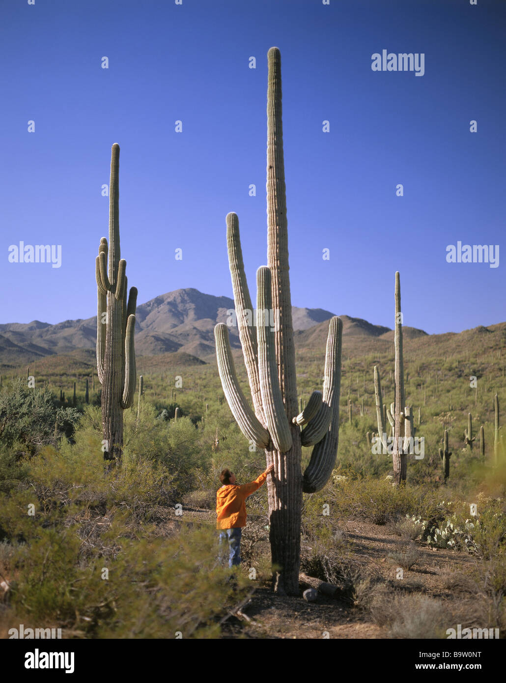 Enormous cactus hi-res stock photography and images - Alamy