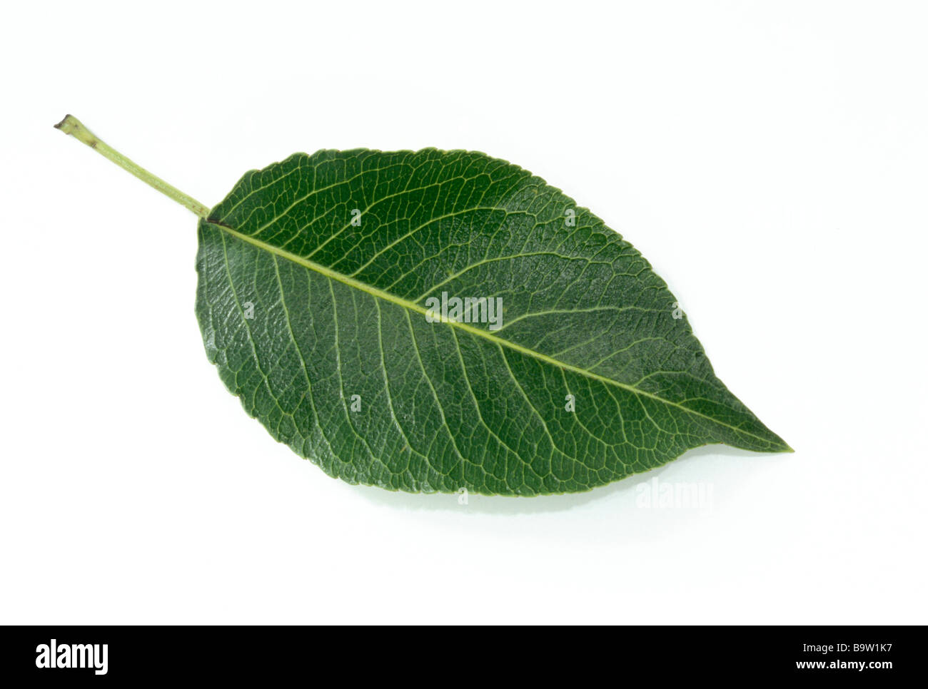 Leaf green deciduous tree Cut Out Stock Images & Pictures - Alamy
