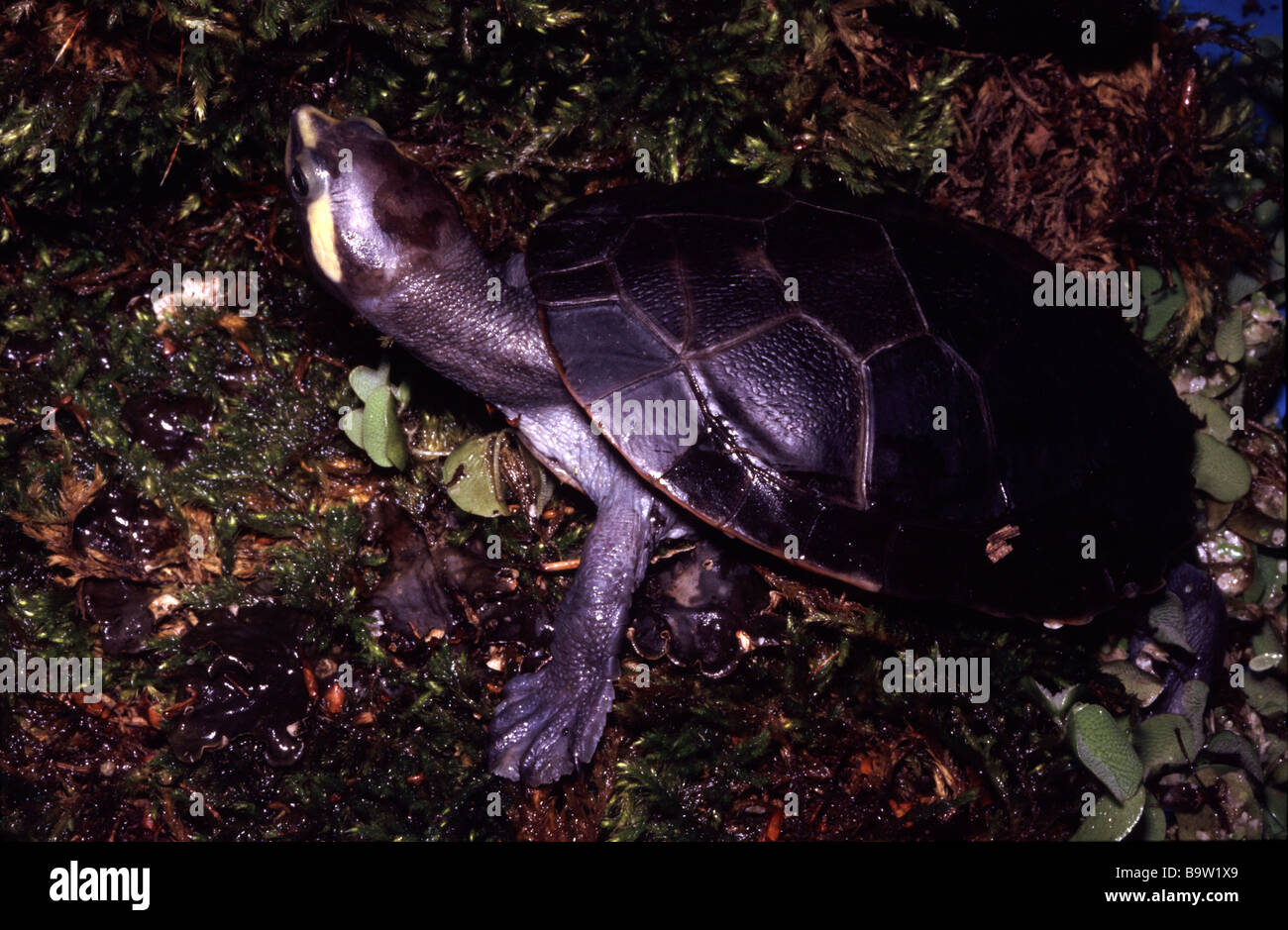 The red-bellied short-necked turtle (Emydura subglobosa Stock Photo - Alamy