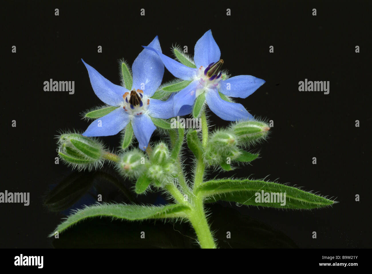 Medicinal plant Borretsch Borage Borago officinalis Stock Photo - Alamy