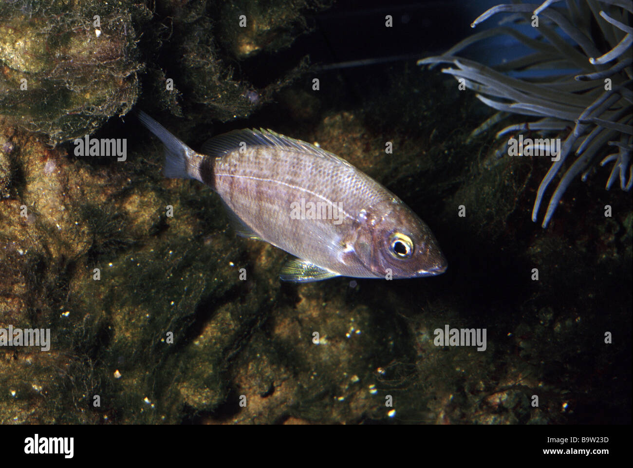Annular seabream (Diplodus annularis Stock Photo - Alamy