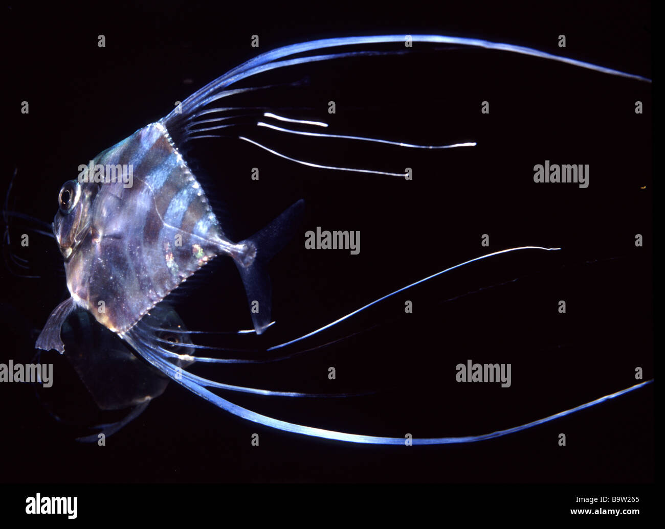 Carangidae hi-res stock photography and images - Alamy