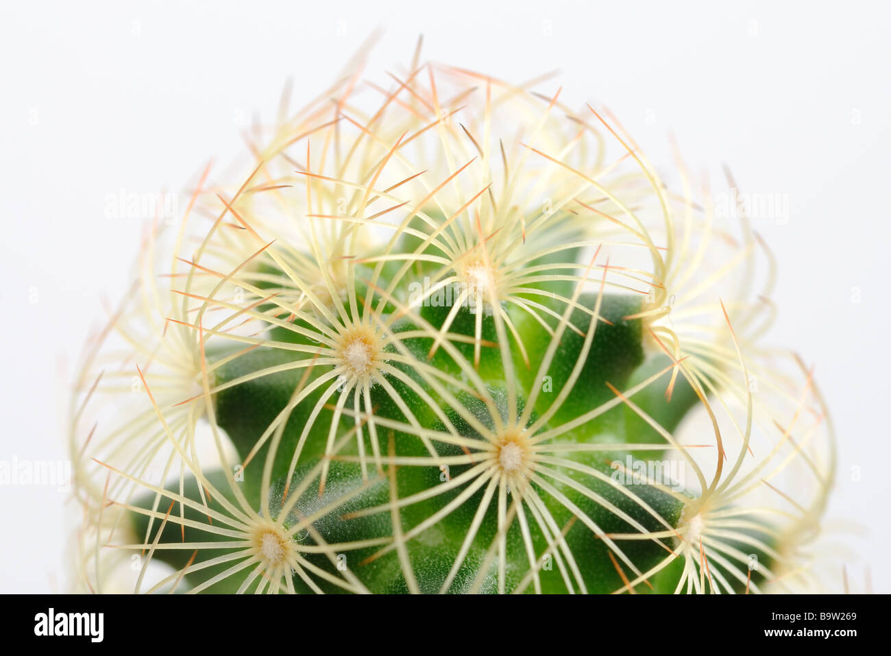 Cactus isolated on white background Stock Photo - Alamy